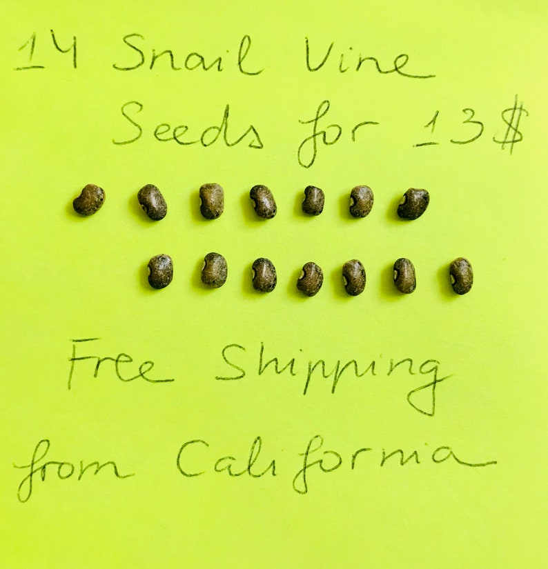 14 Snail Vine Seeds for Sale ( 14 Seeds / Package ) - Etsy