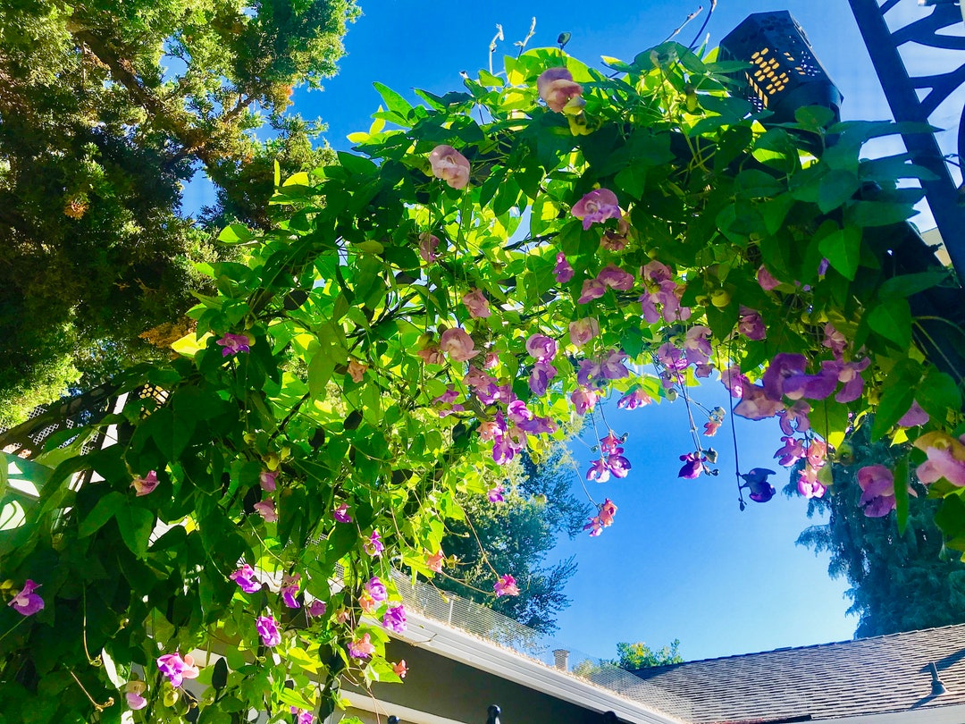 7 Snail Vine Seeds for Sale ( 7 Seeds / Package ) - Etsy