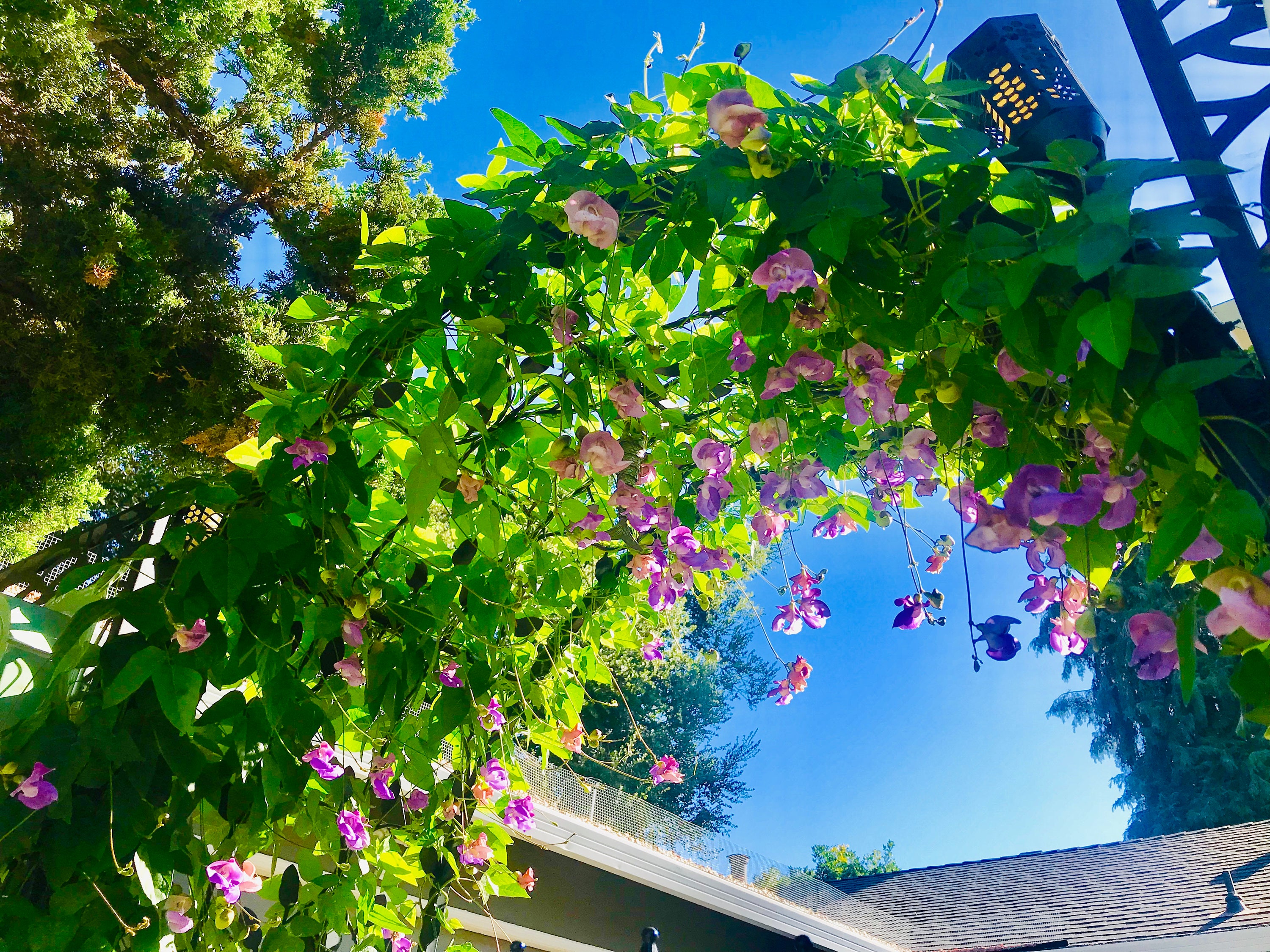 7 Snail Vine Seeds for Sale ( 7 Seeds / Package ) - Etsy