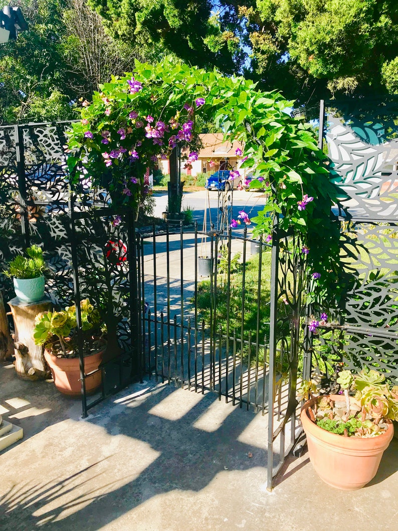 21 Snail Vine Seeds for Sale ( 21 Seeds / Package) - Etsy