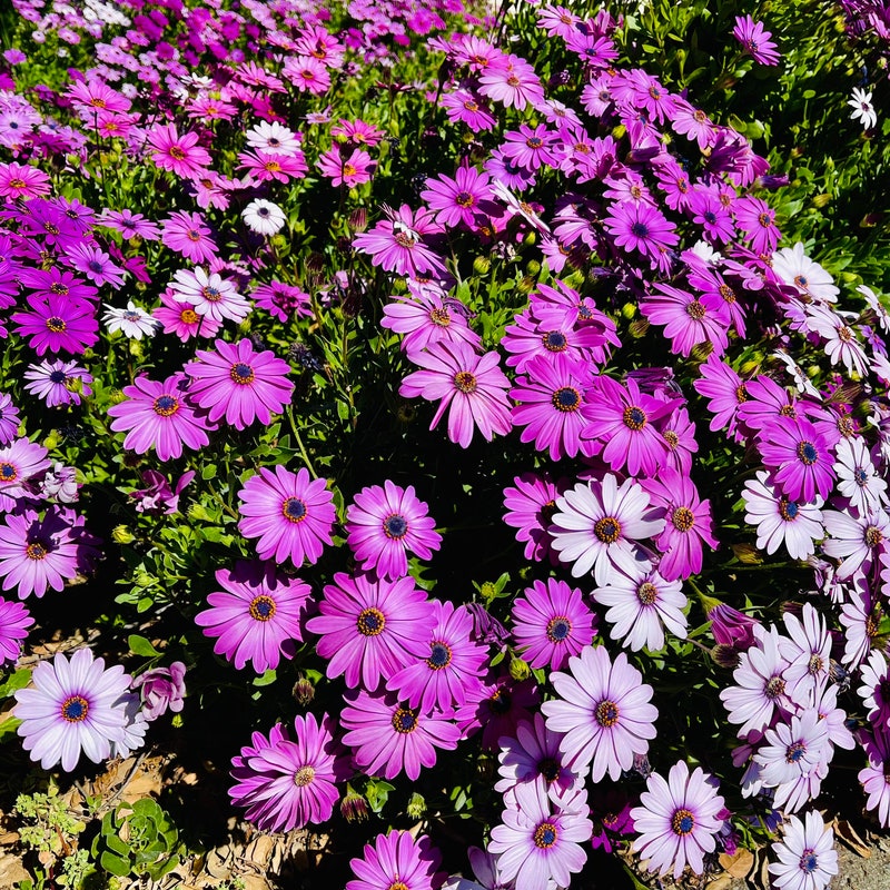 African Daisy Live Plants - Etsy