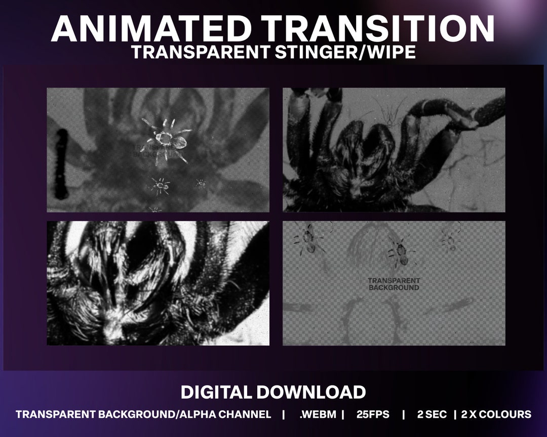 Horror Spiders Glitch Animated Transition: Halloween Stream Overlay ...