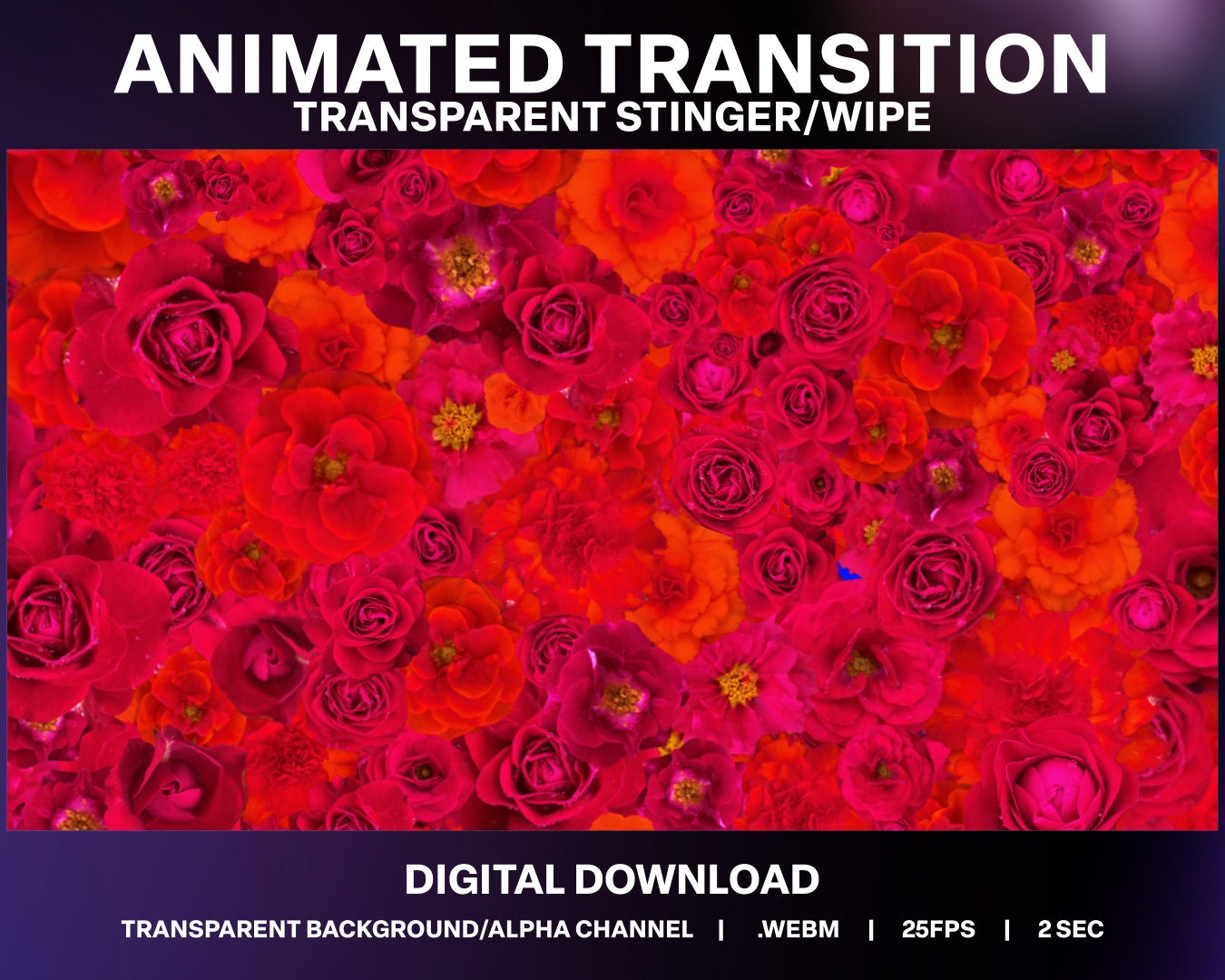 Red Roses Animated Transition Valentine Twitch Stream Transition ...