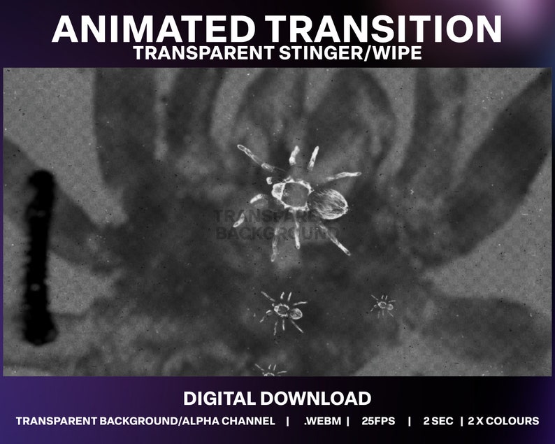 Horror Spiders Glitch Animated Transition: Halloween Stream Overlay ...