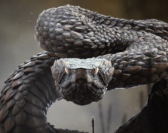 Raven Saddled the Tale of Archduke Mousin Lord of the - Etsy