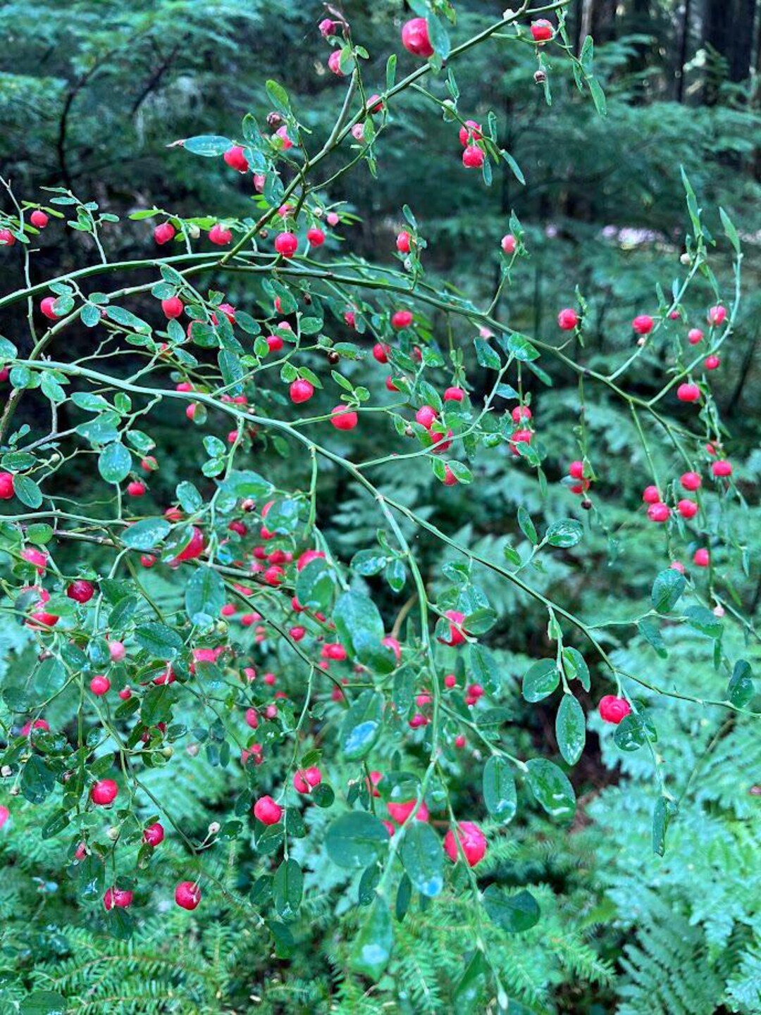 25+ Red Huckleberry Seeds, Vaccinium Parviflorum, Pacific Northwest ...