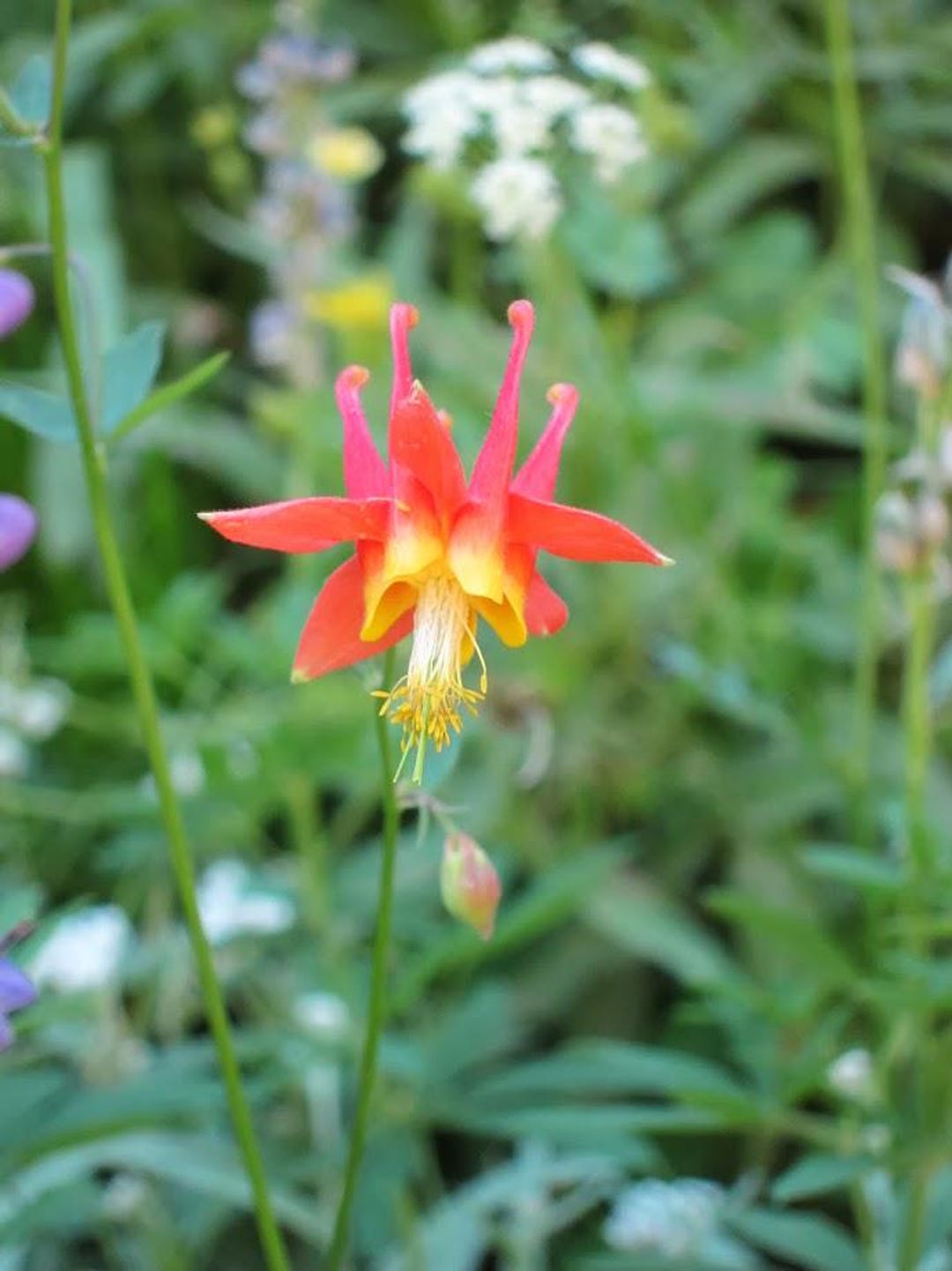 Sitka or Columbia Columbine Plant, Aquilegia Formosa, Pacific Northwest ...
