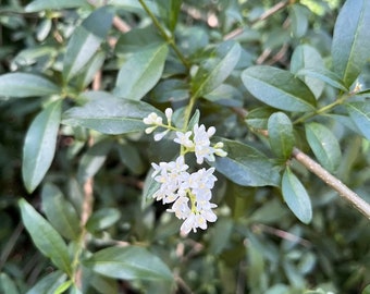 Myoporum Parvifolium or Dwarf Native Myrtle 5 Cuttings - Etsy