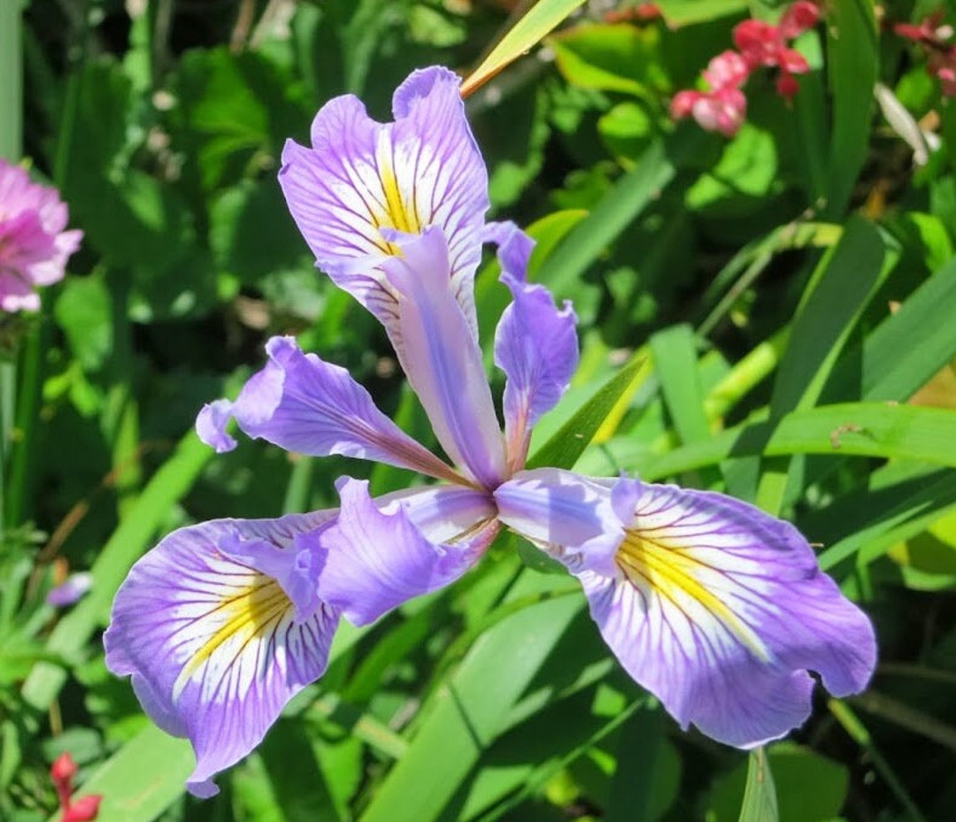 100 Evergreen Douglas Iris Seeds, Iris Douglasiana, Pacific Coast ...