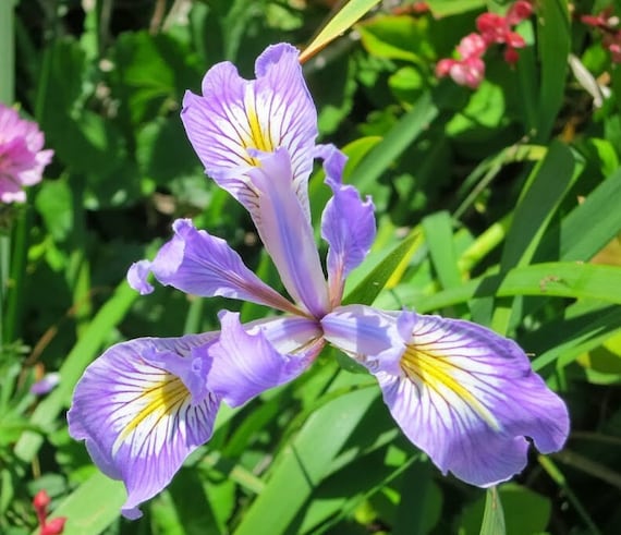 Douglas Iris