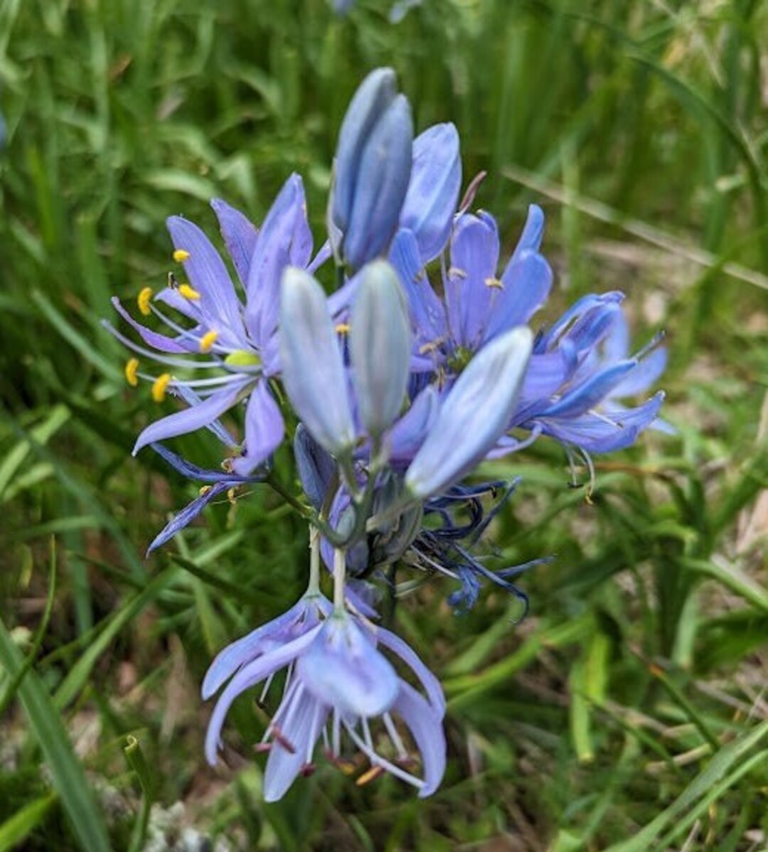 Common or Small Camas Lilies Seeds and Bulbs, Camassia Quamash - Etsy