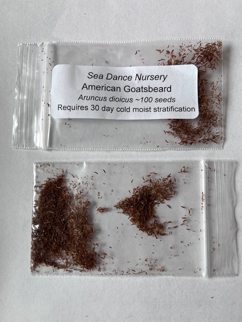 100 Goatsbeard Aruncus Dioicus Seeds Etsy