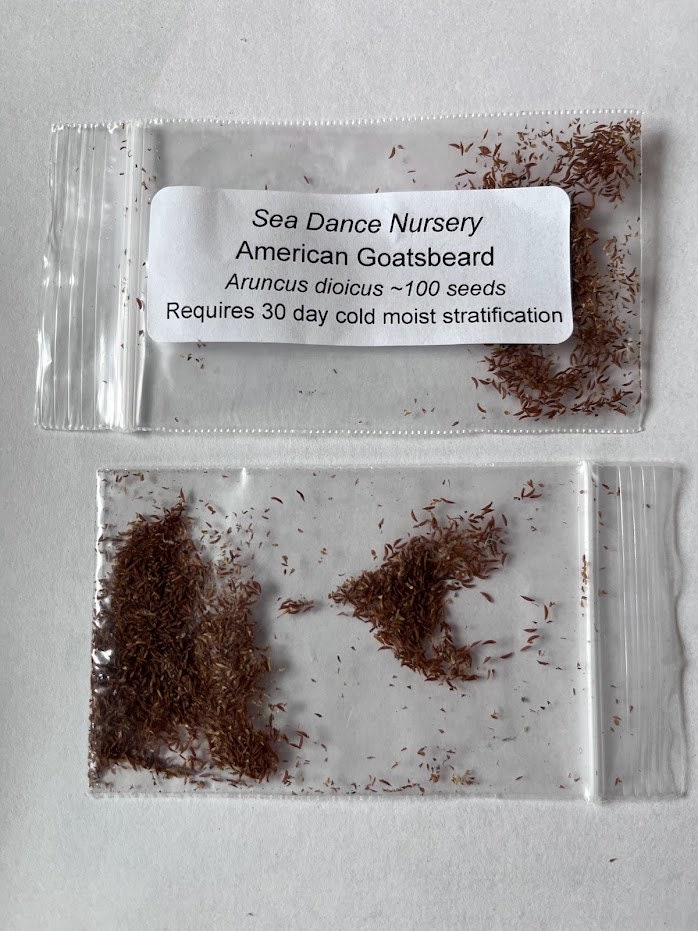 100 Goatsbeard, Aruncus Dioicus Seeds - Etsy