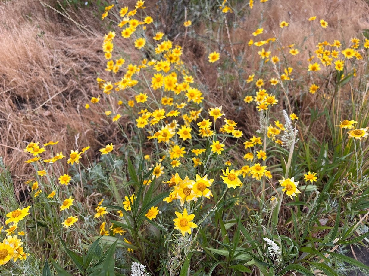 Oregon Sunshine, Eriophyllum Lanatum, Seeds, Plants, Dormant Rhizomes ...