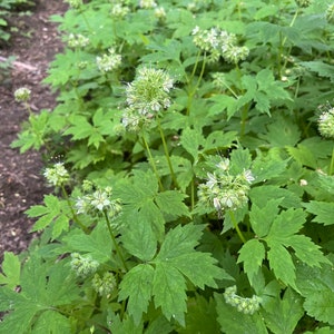 25 Pacific Waterleaf Seeds, Hydrophyllum Tenuipes, Pacific Northwest ...