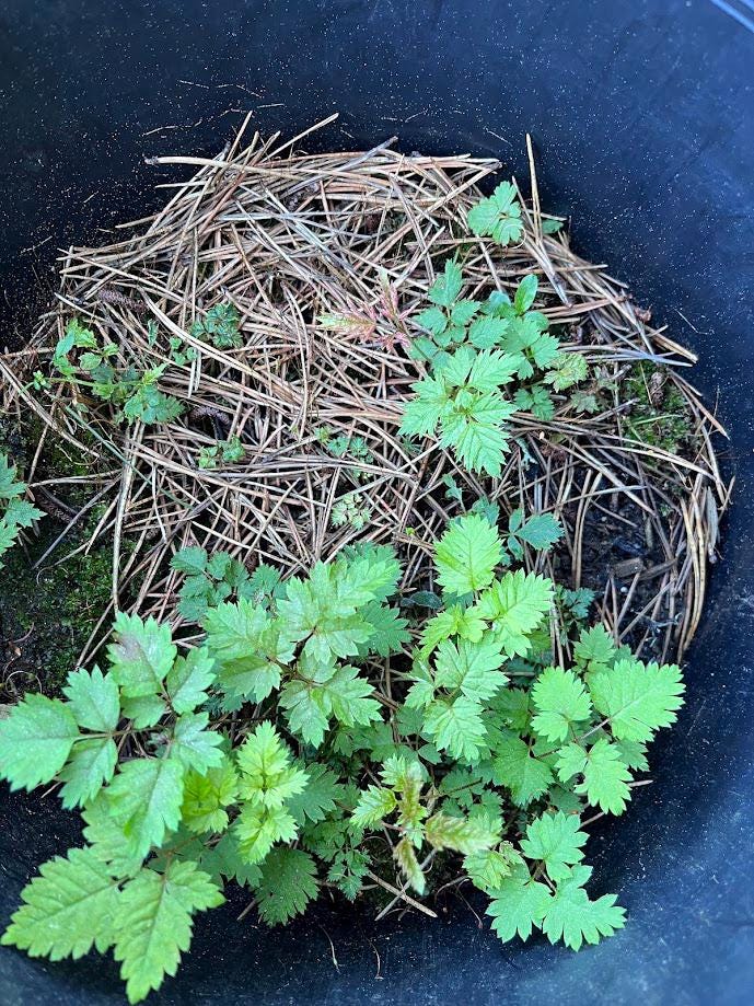 100+ Goatsbeard Seeds, Aruncus Dioicus, North American Native Perennial ...