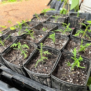 Western Red Cedar Seedlings, Thuja Plicata - Etsy