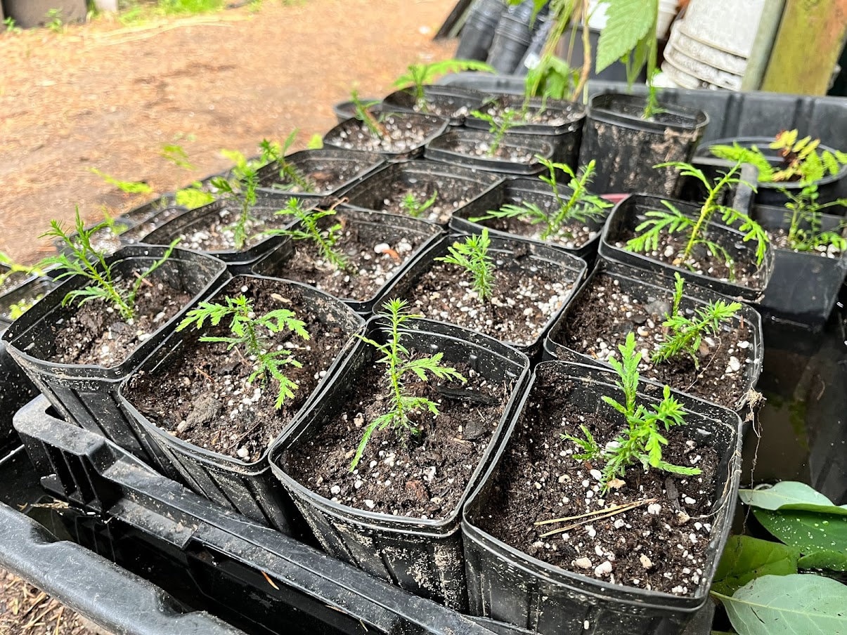 Western Red Cedar Seedlings, Thuja Plicata - Etsy