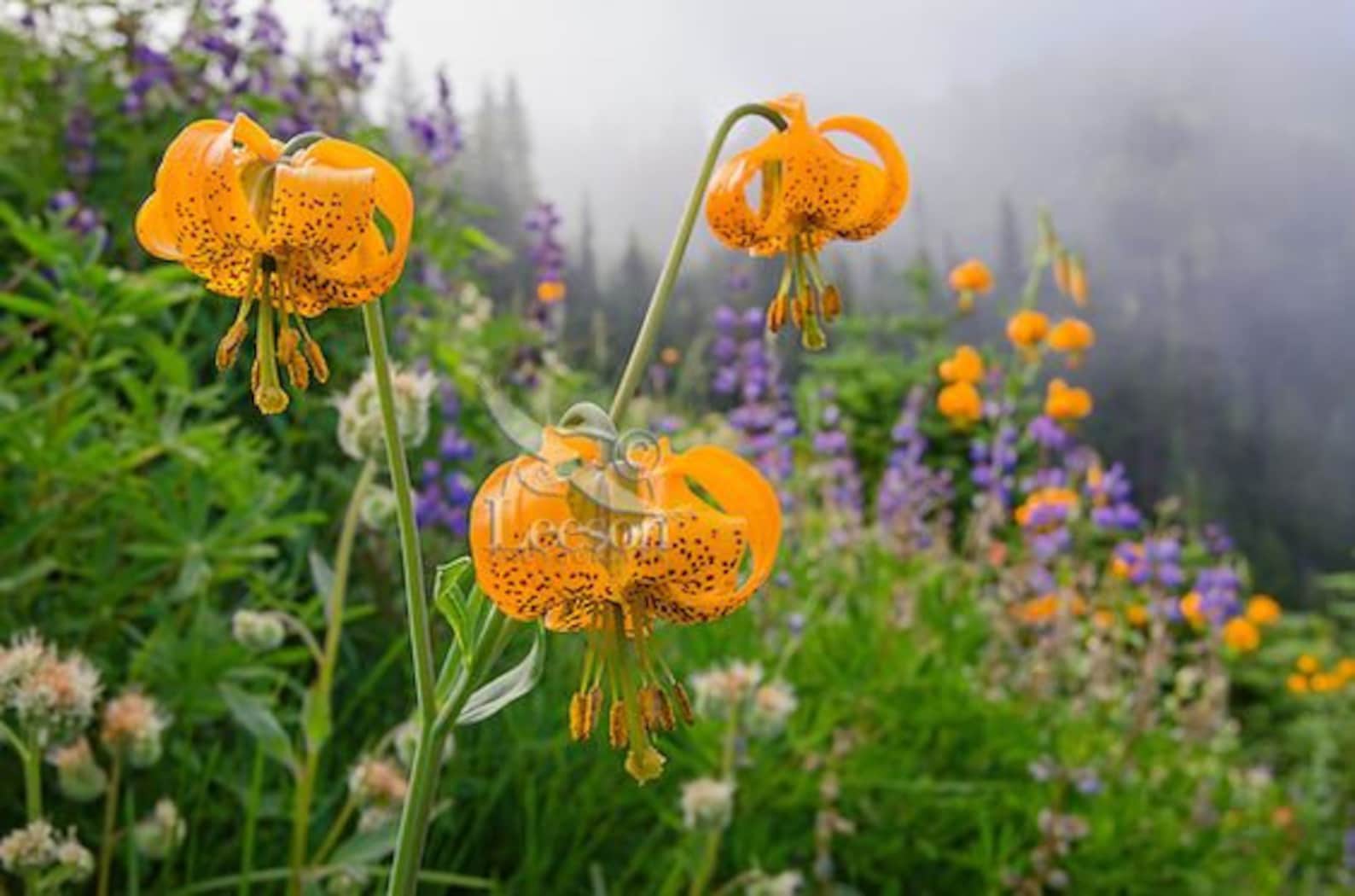 Columbia Tiger Lily, Lillium Columbianum, Seeds and Bulbs - Etsy