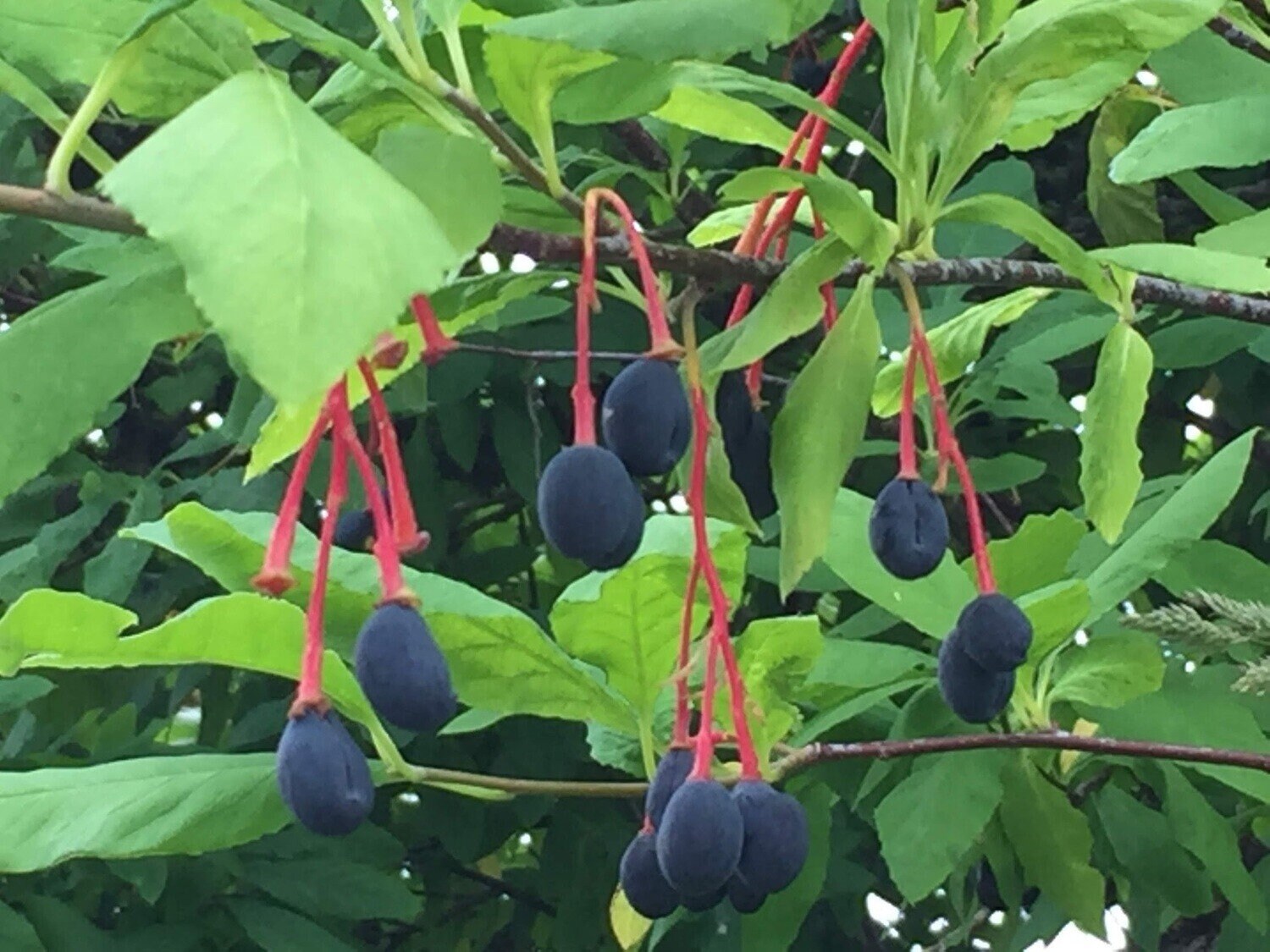 Osoberry, Indian Plum Tree Seedlings, Oemleria Cerasiformis, PNW ...