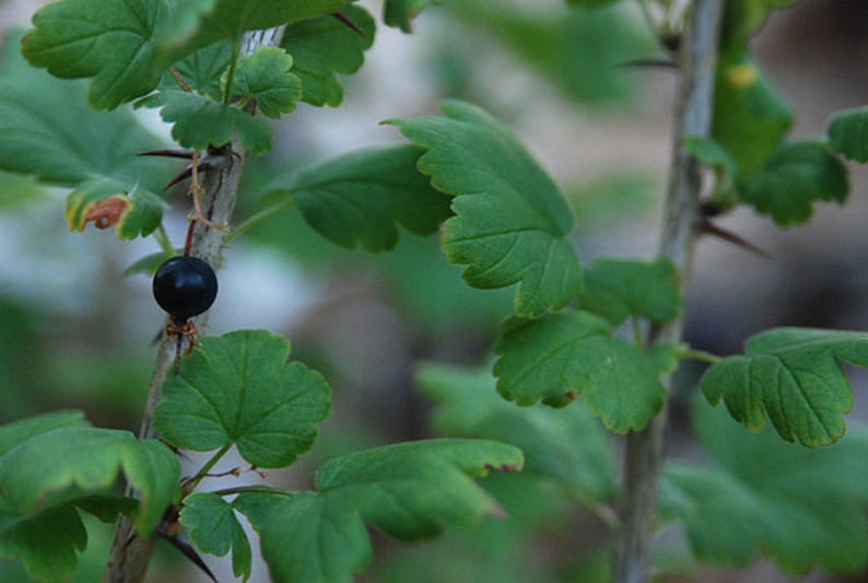 Coast Black Gooseberry, Ribes Divaricatum, Pacific Northwest Edible ...