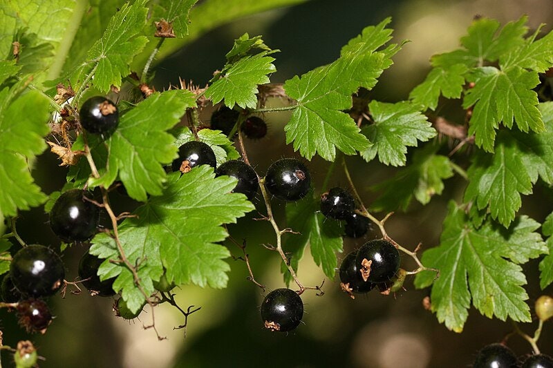 Black Swamp Prickly or Hairy Gooseberry Ribes Lacustre - Etsy