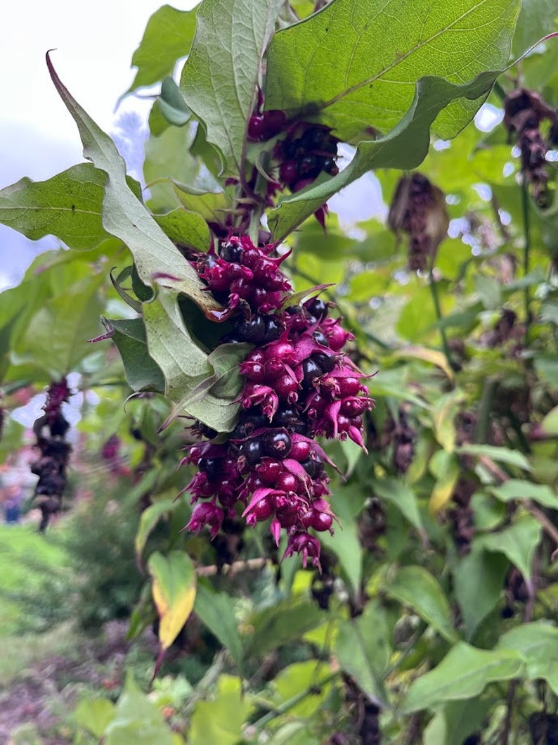 Himalayan Honeysuckle Plant, Leycesteria Formosa, Non-native Flowering ...