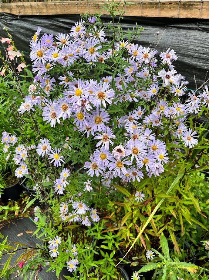 100 Douglas Aster Seeds, Symphotrichum Subspicatum - Etsy