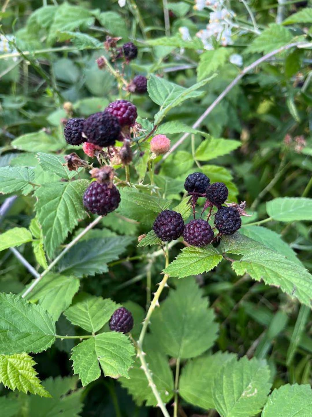 50+ Seeds Black Cap Raspberry, Rubus Leucodermis, Pacific Northwest ...