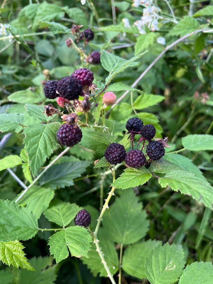 50+ Seeds Black Cap Raspberry, Rubus Leucodermis, Pacific Northwest ...