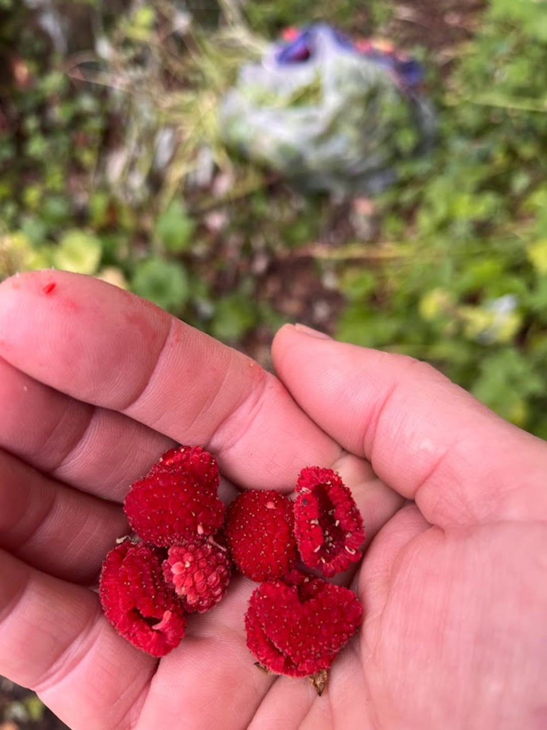 Thimbleberry Plant, Rubus Parviflorus, PNW Native Edible Berry - Etsy