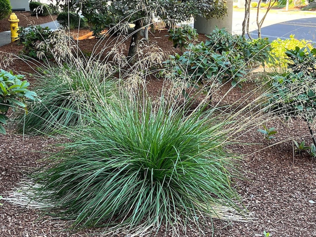 Tufted Hairgrass, Deschampsia Cespitosa, Western and Northern USA ...