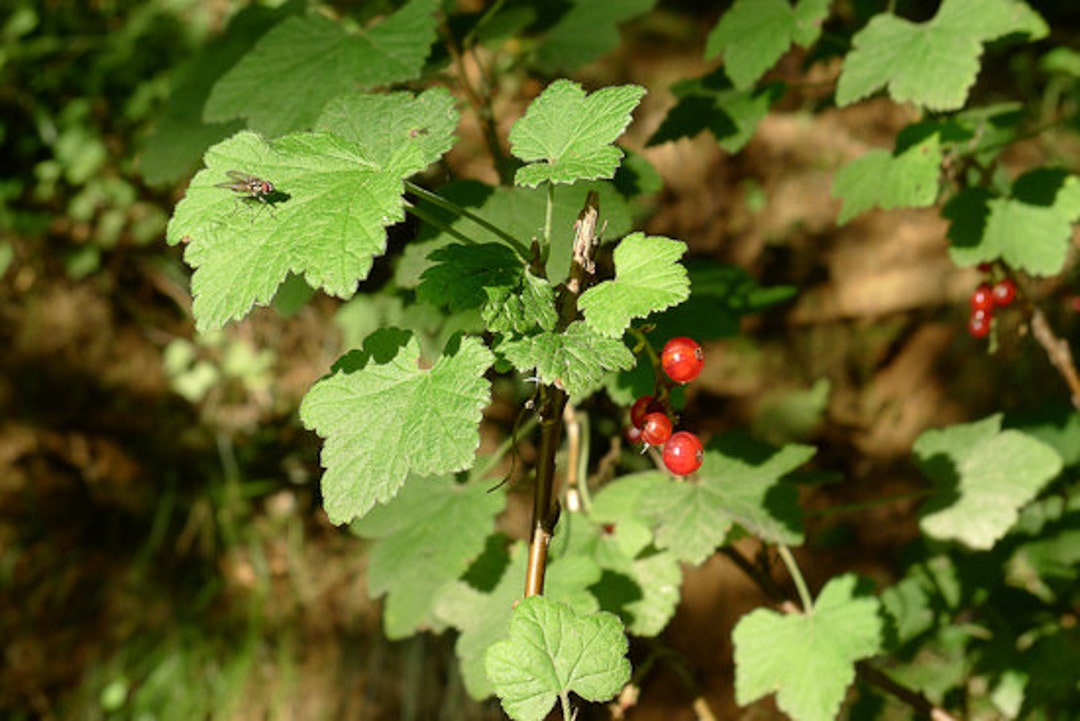 Red Currant Plant, Ribes Rubrum "lakeland", Edible Berries for Jam or ...