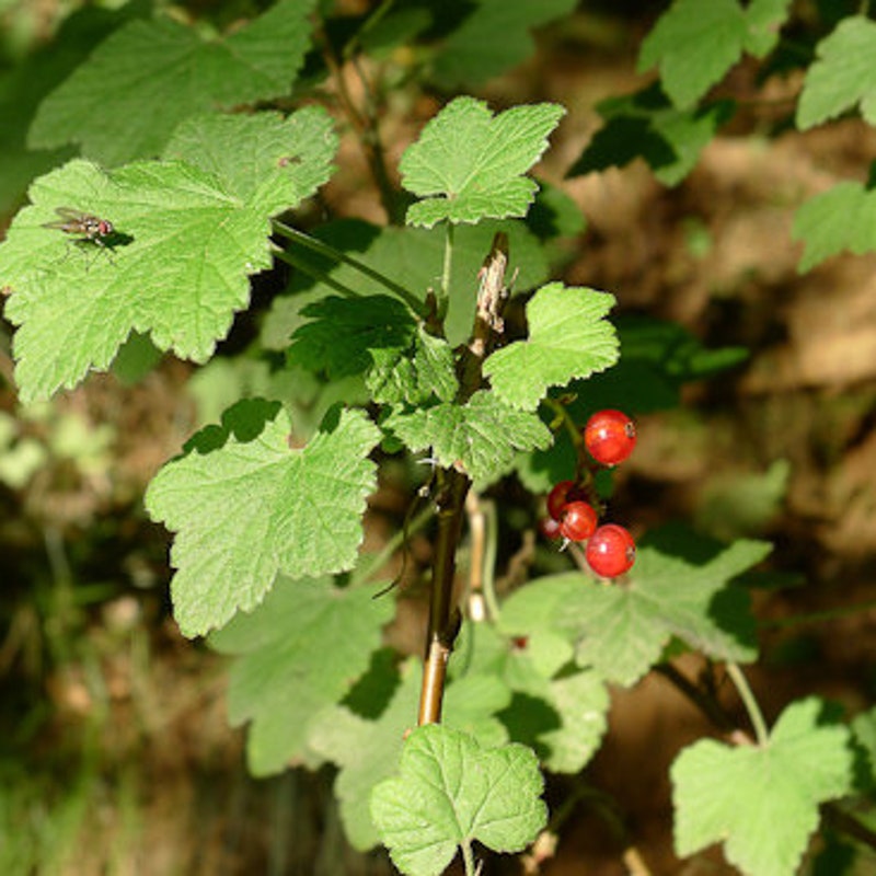 Red Currant Plant - Etsy