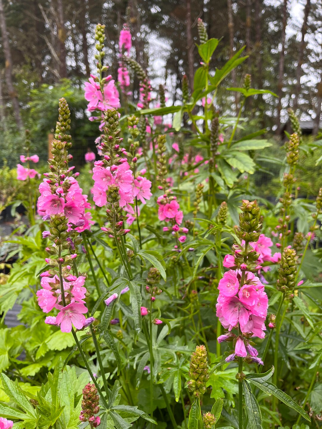 50+ Henderson's Checkermallow Seeds, Sildacea Hendersonii, Pacific ...