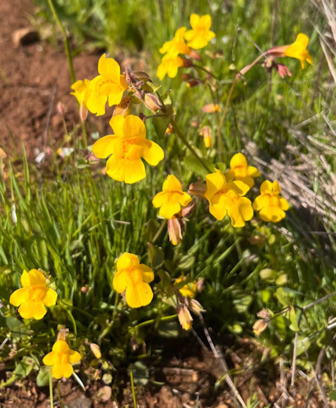 200+ Yellow Seep Monkeyflower, Mimulus (erythranthe) Guttatus Seeds - Etsy
