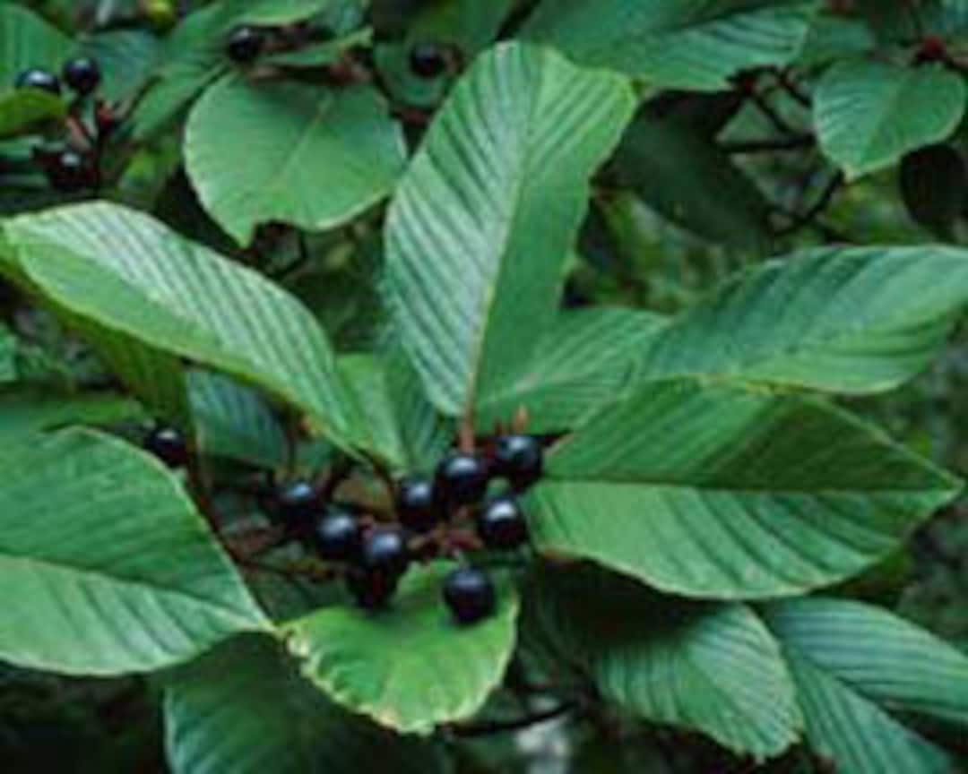 Cascara Buckthorn Tree, Frangula rhamnus Purshiana, Cascara Sagrada - Etsy