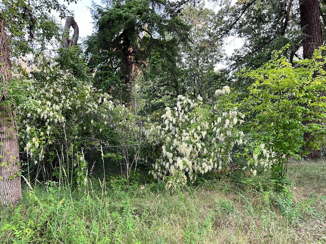 Ocean Spray Bush, Holodiscus Discolor, Pacific Northwest Native ...