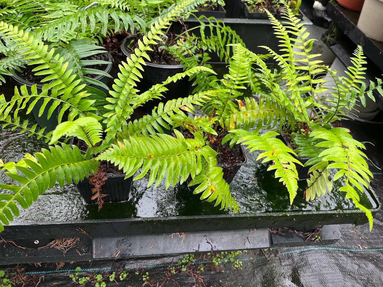 Western Sword Fern Plant, Polystichum Minutum, PNW Native Shade Fern - Etsy