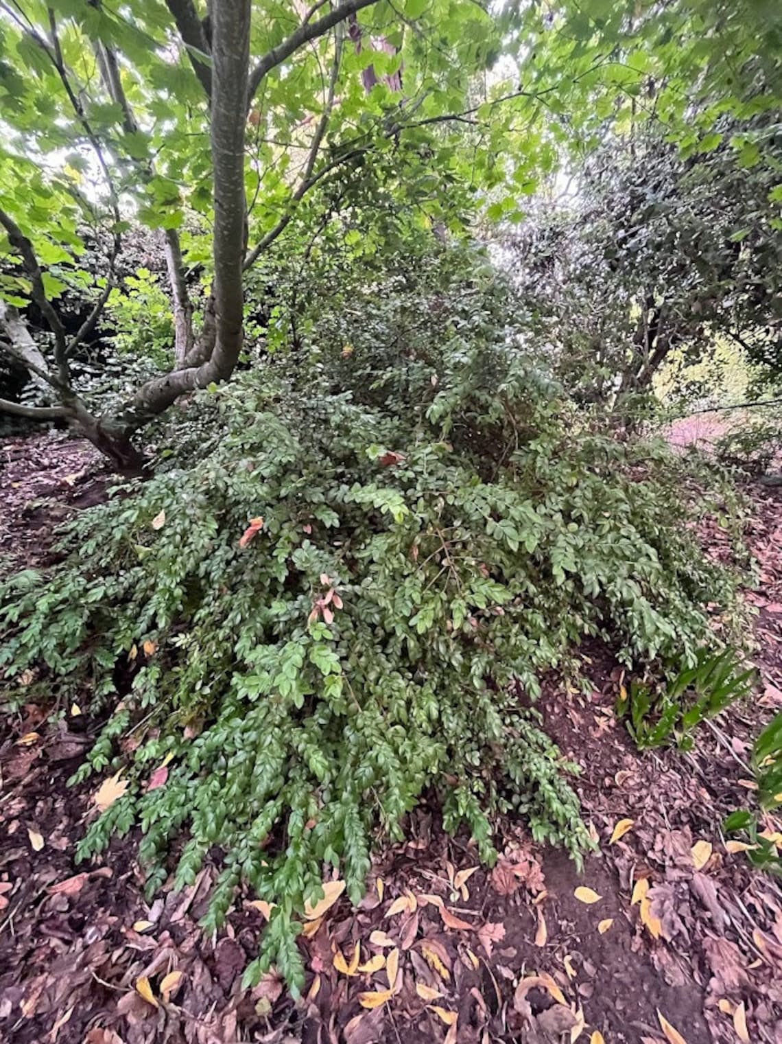 Evergreen Huckleberry Plants, Vaccinium Ovatum, Pacific Coast Native ...
