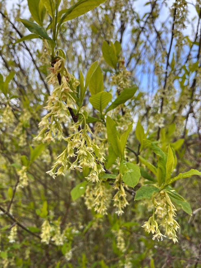 Osoberry, Indian Plum Tree Seedlings, Oemleria Cerasiformis, PNW ...