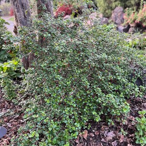 Fuchsia Flowering Gooseberry Plant, Ribes Speciosum, California and S ...