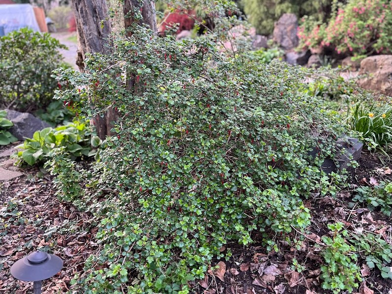 Fuchsia Flowering Gooseberry Plant, Ribes Speciosum, California and S ...