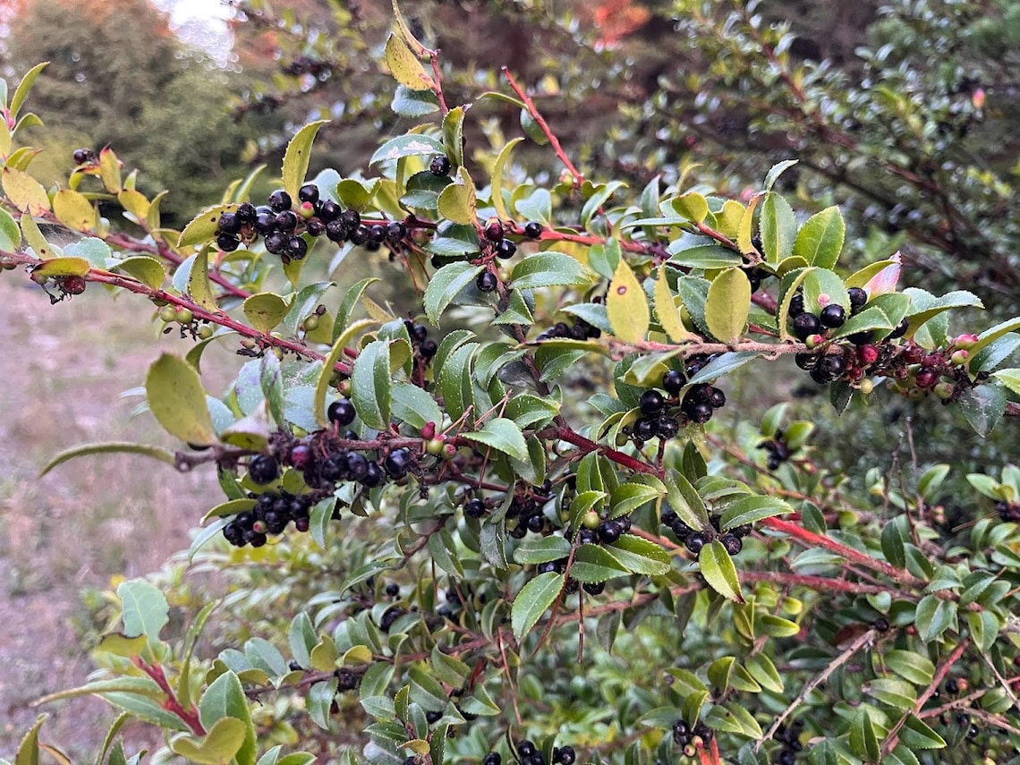 Evergreen Huckleberry Plants, Vaccinium Ovatum, Pacific Coast Native ...