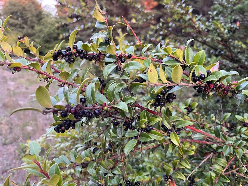 Evergreen Huckleberry Plants, Vaccinium Ovatum, Pacific Coast Native ...