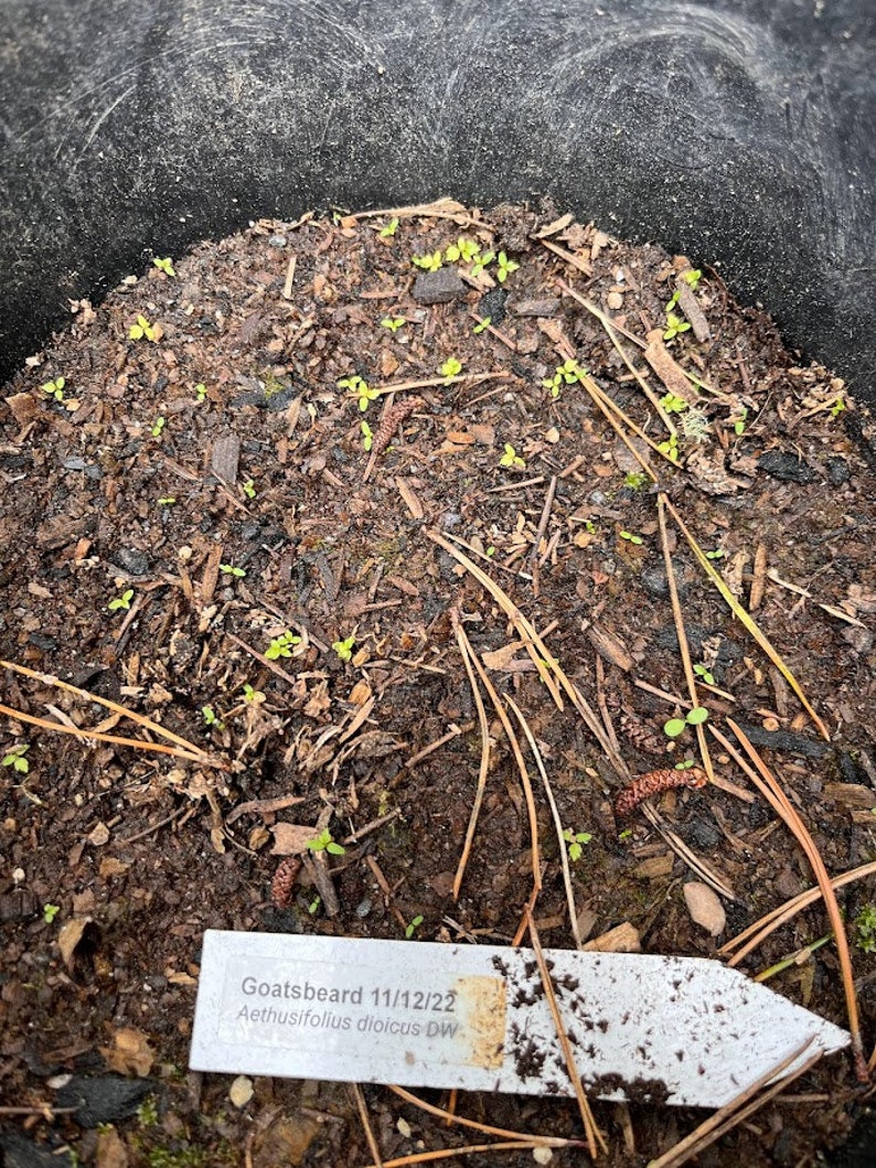 100 Goatsbeard, Aruncus Dioicus Seeds - Etsy