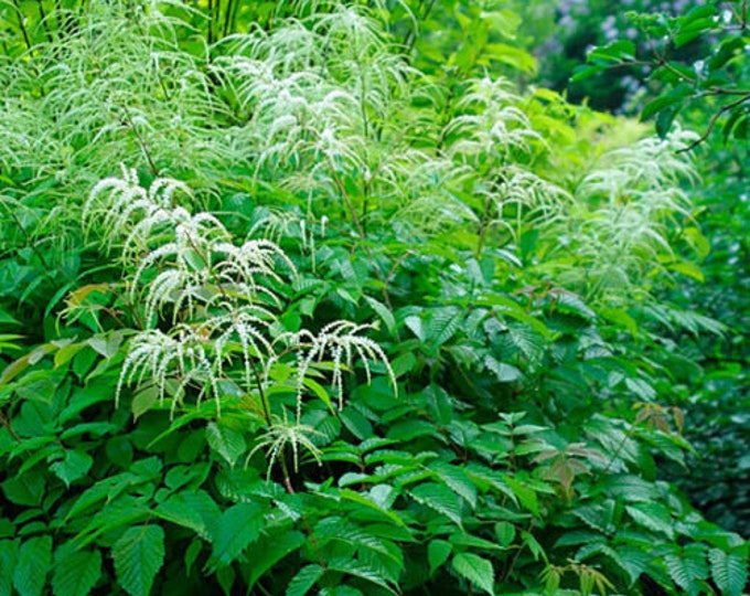 100+ Goatsbeard, Aruncus Dioicus Seeds, North American Native Perennial ...