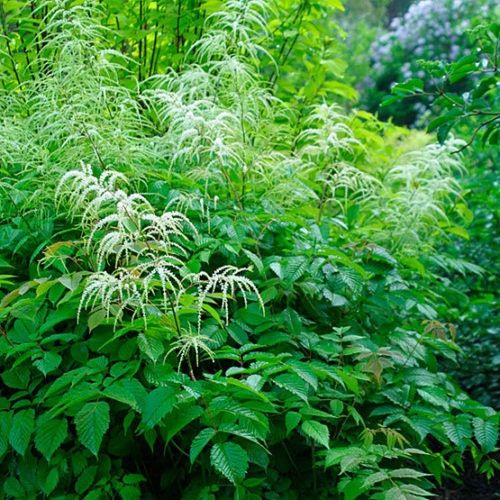 100 Goatsbeard, Aruncus Dioicus Seeds - Etsy