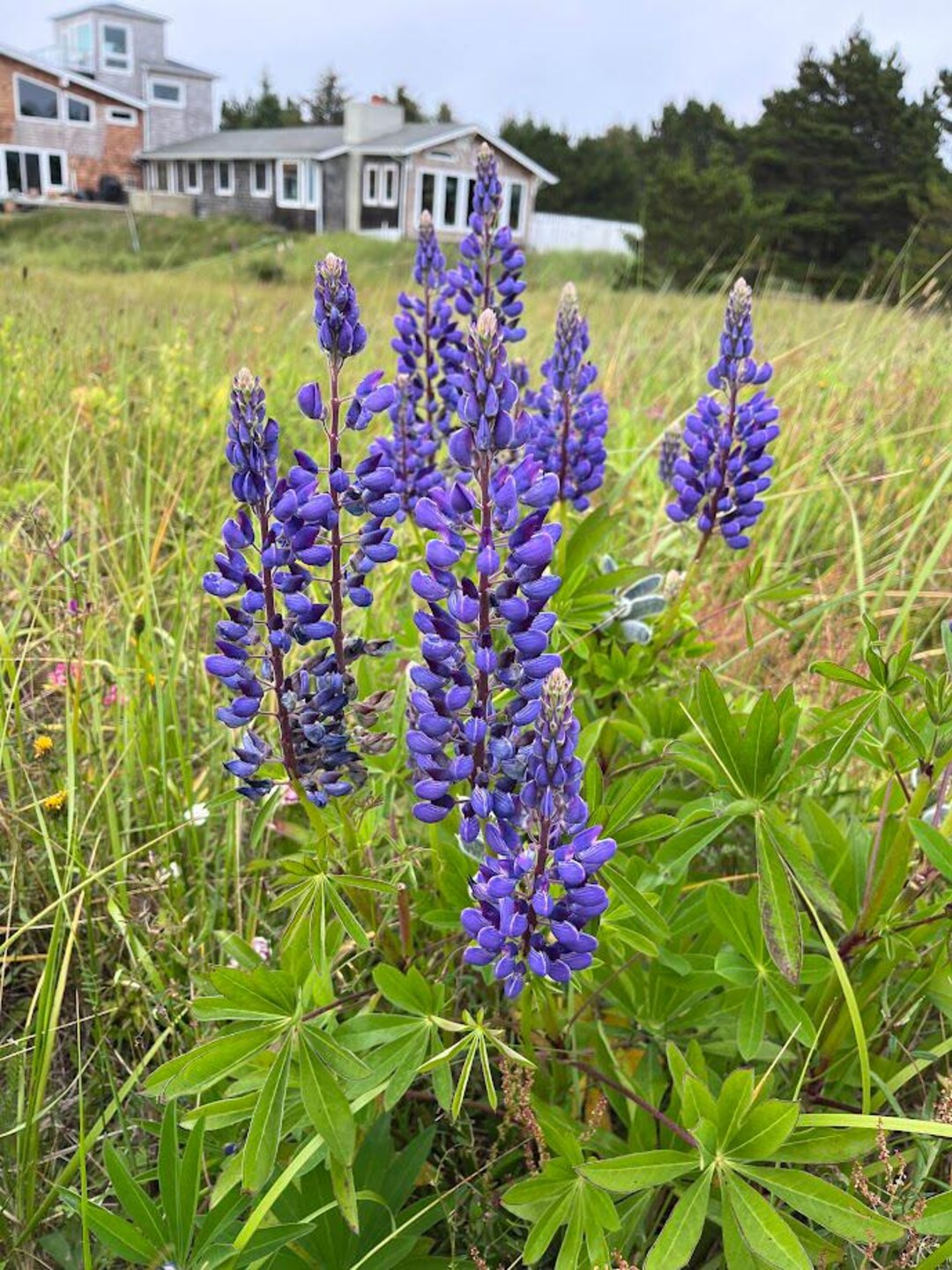 25 or 100+ Seeds Big Leaf Lupine, Lupinus Polyphyllus, Pacific ...