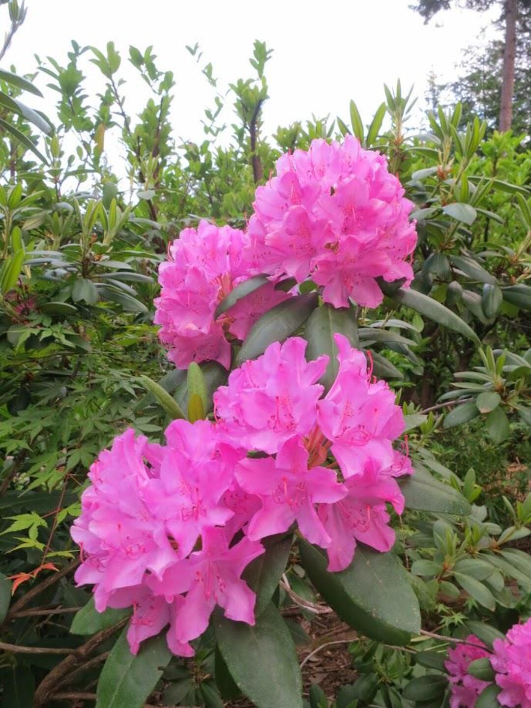 50+ Pacific Rhododendron Seeds, Rhododendron Macrophyllum, Pacific ...